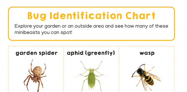 KS1 Home Learning Pack: Bees and other bugs | Plazoom