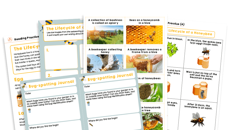 KS1 Home Learning Pack: Bees and other bugs | Plazoom
