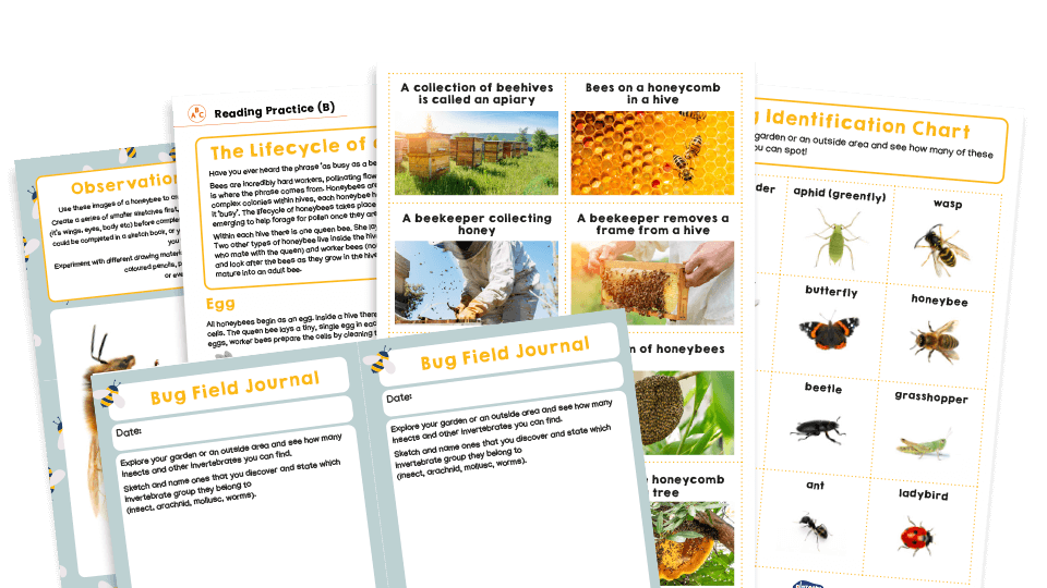 KS2 Home Learning Pack: Bees and other bugs | Plazoom