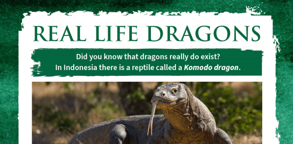 KS2 Home Learning Pack: Dragons | Plazoom