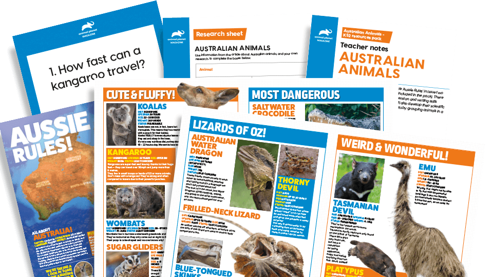 Australian Animals - KS2 Comprehension and Writing Activities Pack ...