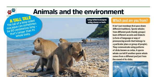 Topical Tuesdays: Evolution in Monkey Behaviour – KS2 News Story and ...