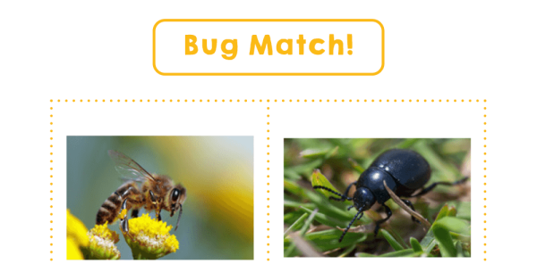KS1 Home Learning Pack: Bees and other bugs | Plazoom