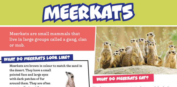 Animals Non-Chronological Reports – KS1 Text Types: Writing Planners ...