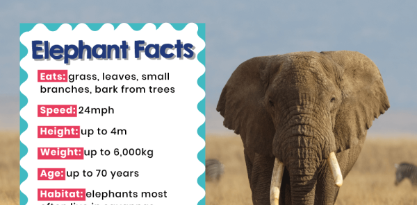 KS1 Science – Zoo Animal Posters for Classroom Displays and Inspiration ...