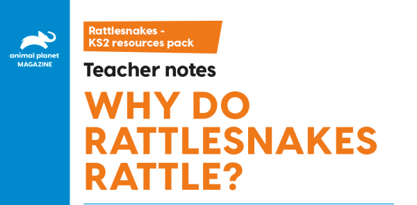 Why Do Rattlesnakes Rattle? – KS2 Comprehension and Writing Activities ...