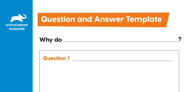 Why Do Rattlesnakes Rattle? – KS2 Comprehension and Writing Activities ...