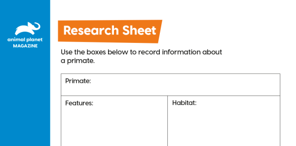 Perfect Primates – KS2 Comprehension and Writing Activities Pack | Plazoom