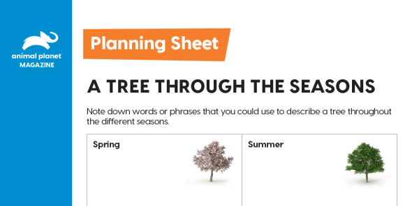 Trees: The Lungs of the Earth - KS2 Comprehension and Writing ...