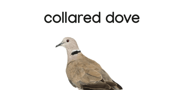 EYFS Describing Birds - oracy and emergent writing resources pack | Plazoom
