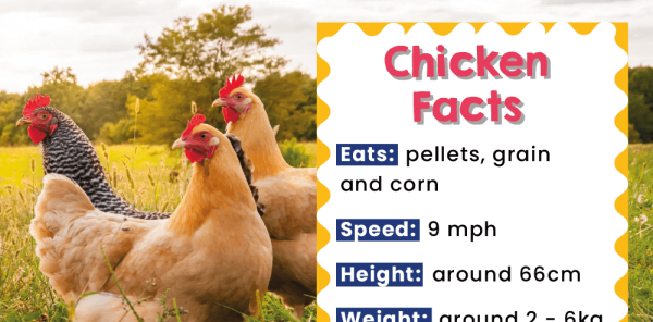 KS1 Science – Farm Animal Facts Posters for Classroom Displays and ...