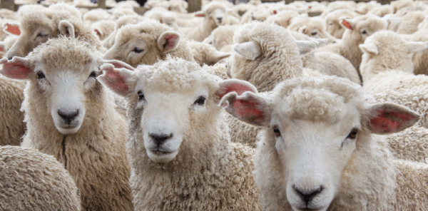 KS1 Science – Farm Animal Facts Posters for Classroom Displays and ...