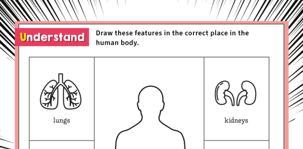 Science Topic Checker, Year 6: Animals Including Humans | Plazoom