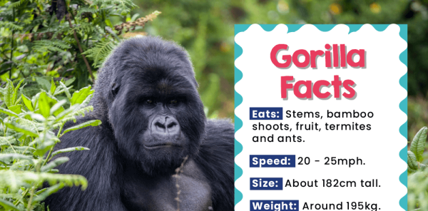 KS1 Science – Rainforest Animals Facts Posters for Classroom Displays ...