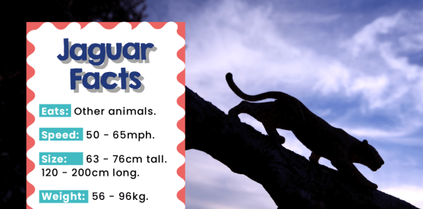 KS1 Science – Rainforest Animals Facts Posters for Classroom Displays ...