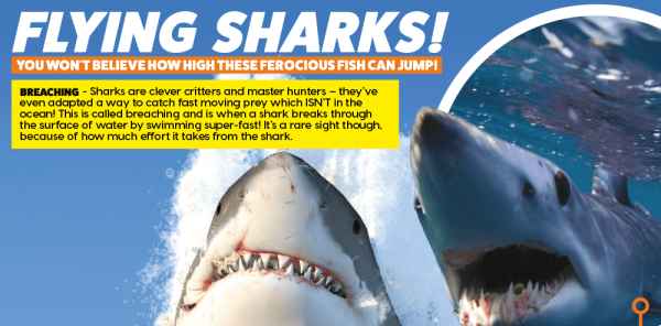 World’s Weirdest Sharks: KS2 Comprehension and Writing Activities Pack ...