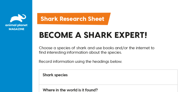 World’s Weirdest Sharks: KS2 Comprehension and Writing Activities Pack ...