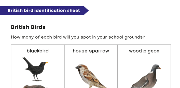 Big Schools’ Bird Watch - Two Little Dickie Birds: EYFS Understanding ...