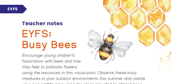 Busy Bees - EYFS Activities Pack - Understanding the Natural World ...