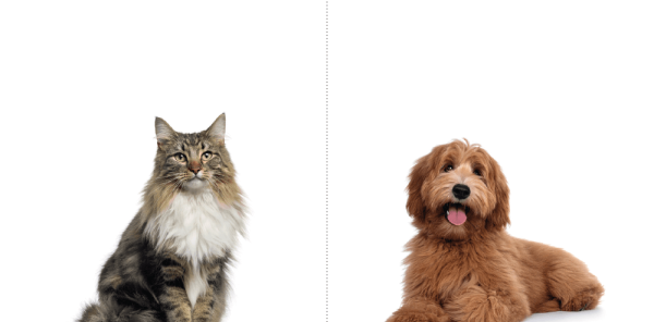 Which Animal Makes the Best Pet? - KS2 writing resource pack | Plazoom