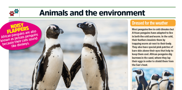 Topical Tuesdays: Penguin Pals - KS2 News Story and Reading and Writing ...