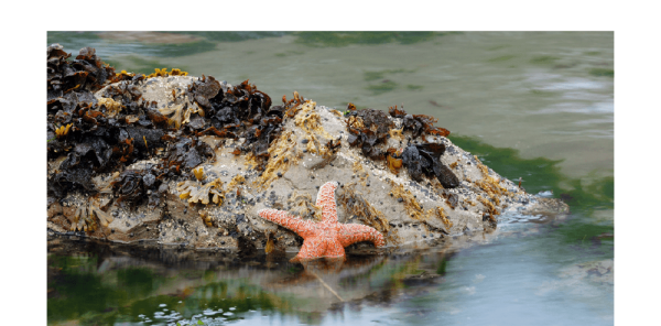 EYFS: National Marine Week - Rock Pools | Plazoom